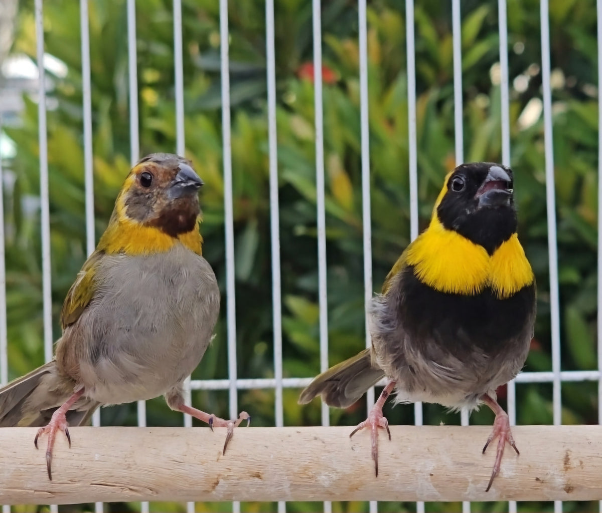 Cuban Melodious Finch – Paradise Aviary Exotics