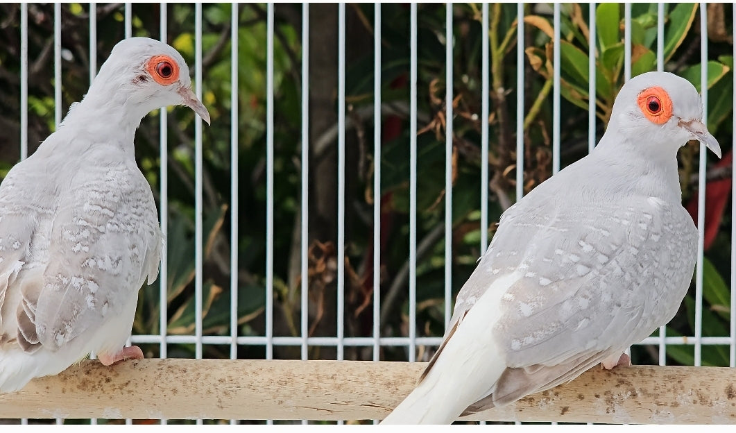 Diamond doves for sale store