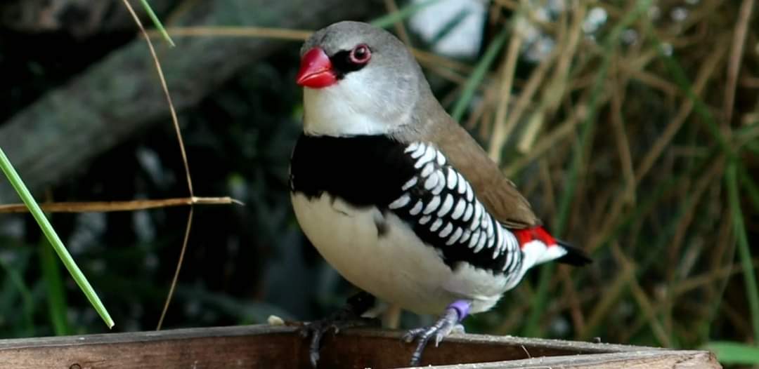 The Diamond Firetail (Stagonopleura guttata) – Paradise Aviary Exotics