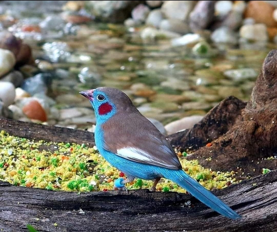The Natural Behavior of Finches in the Wild – Paradise Aviary Exotics