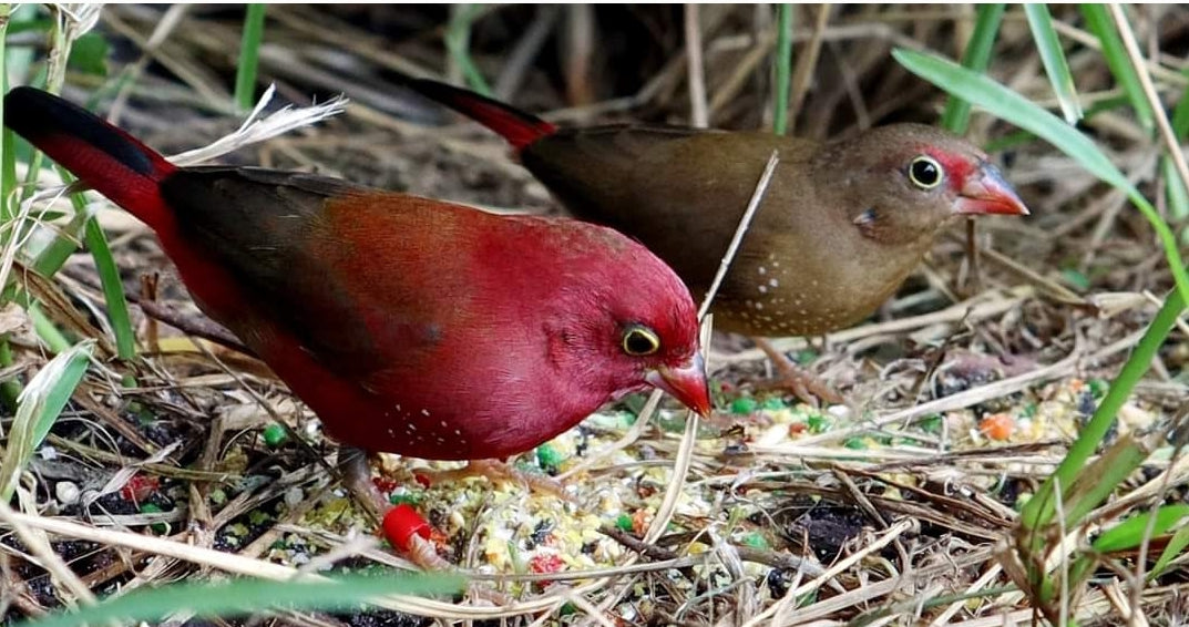 Finches For Sale – Paradise Aviary Exotics