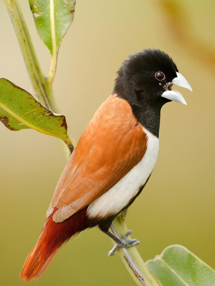 TriColored Munia – Paradise Aviary Exotics