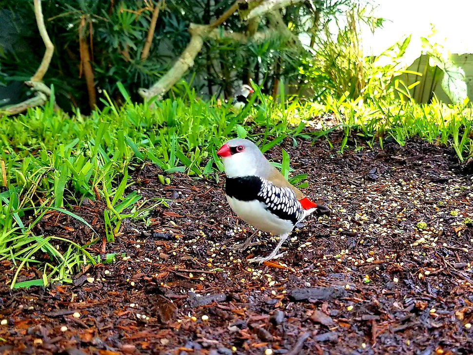 Finches and Bird For Sale – Paradise Aviary Exotics