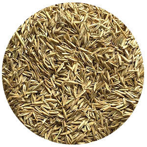 Annual Ryegrass Seed – Paradise Aviary Exotics