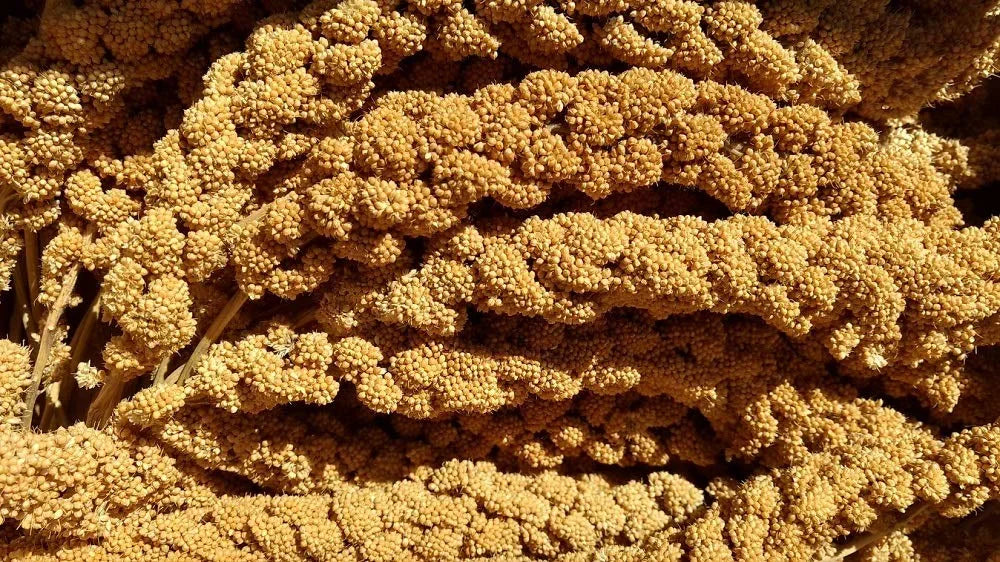 Spray Millet 1lb – Paradise Aviary Exotics