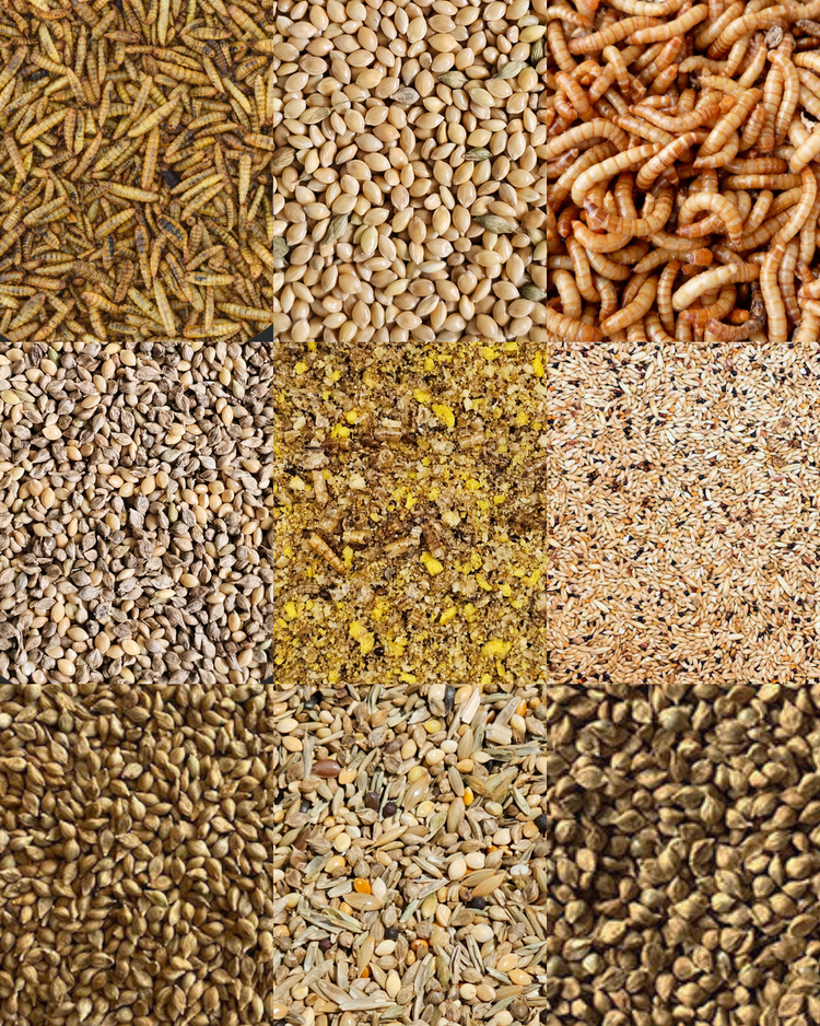 Bird Food Sample Box – Paradise Aviary Exotics