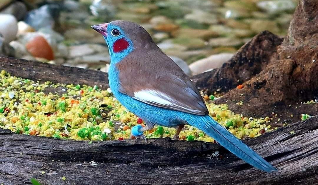 Birds Available – Paradise Aviary Exotics