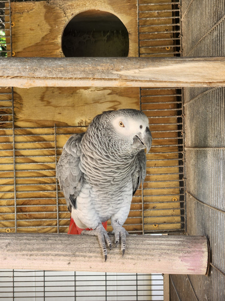 Products – Paradise Aviary Exotics