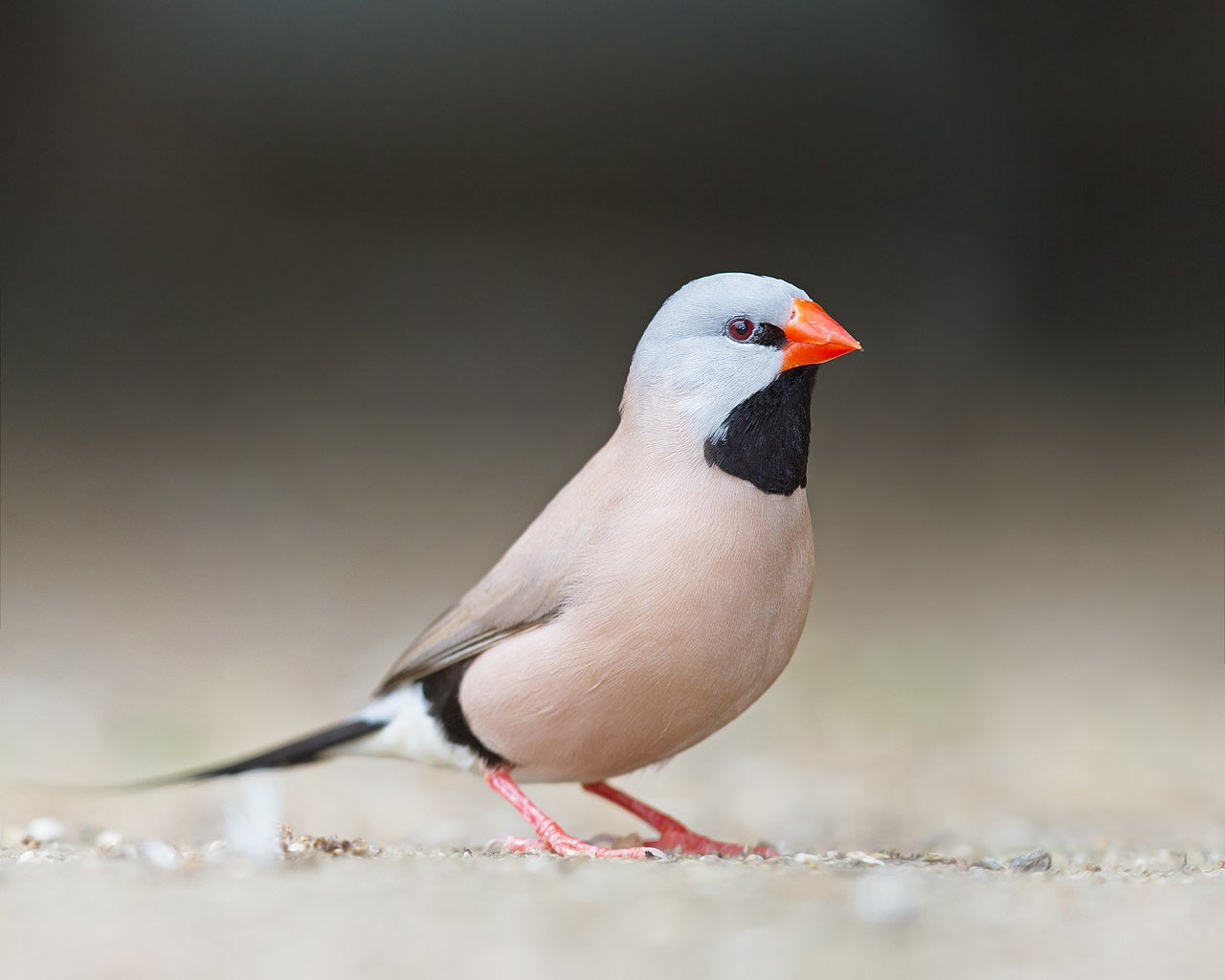 Shaftail Finches / normal – Paradise Aviary Exotics