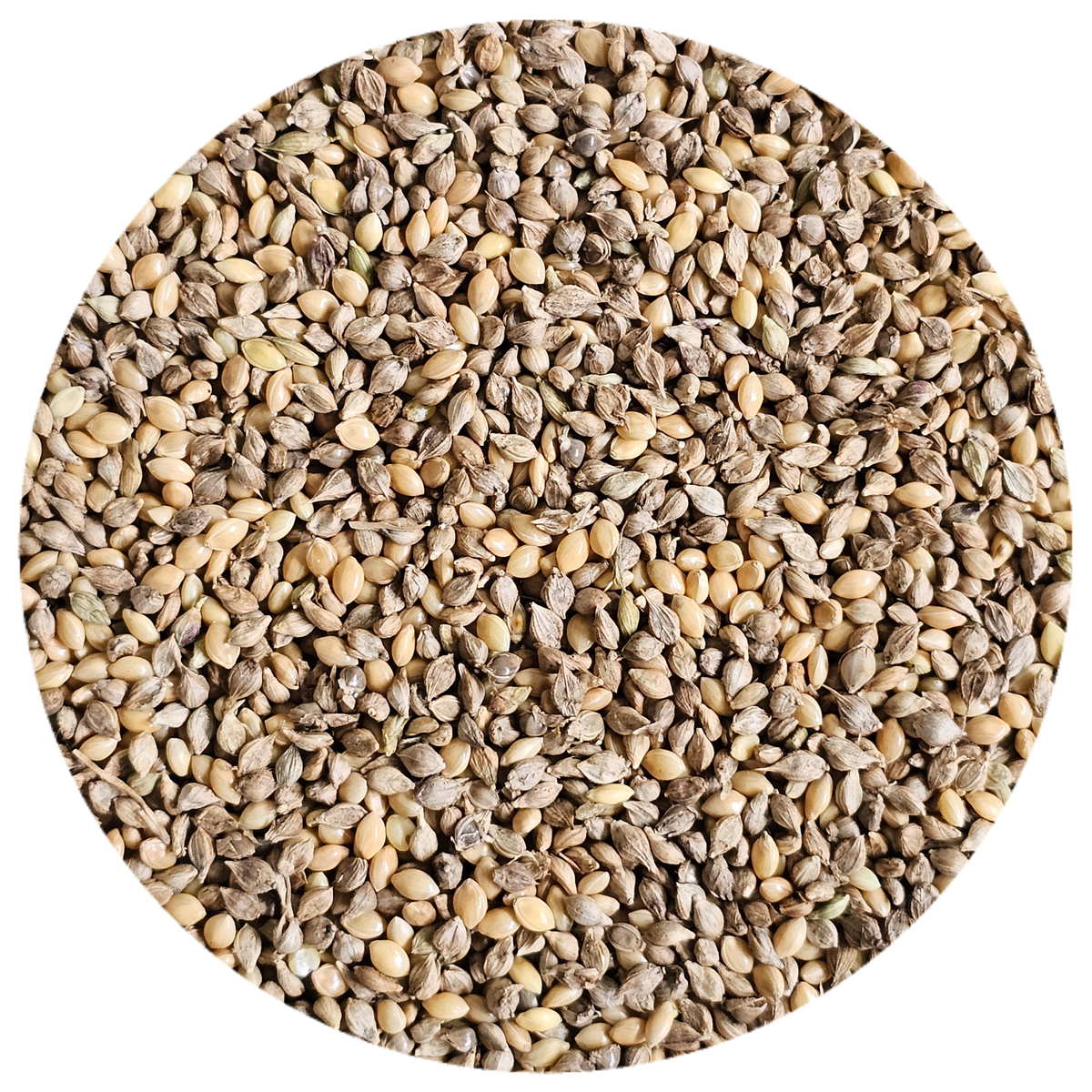Paradise Aviary's Germination Seed Mix – Paradise Aviary Exotics
