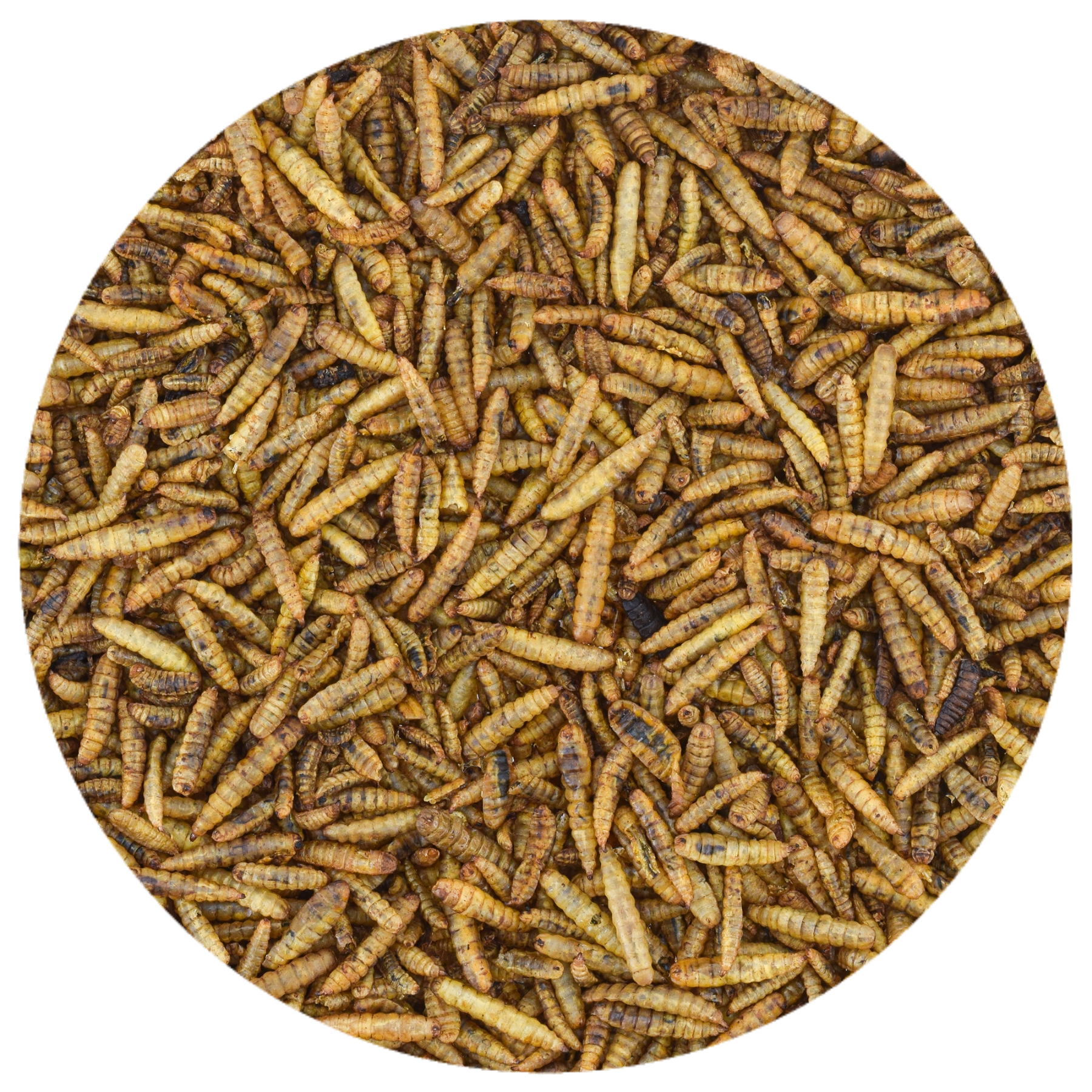 Dried Black Soldier Fly Larvae – Paradise Aviary Exotics