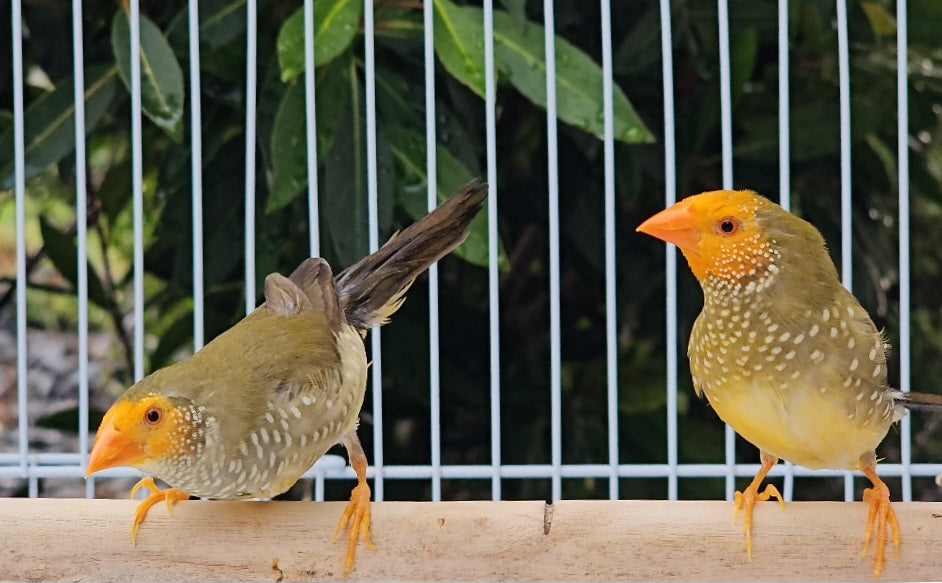 Star Finches Yellow Face – Paradise Aviary Exotics