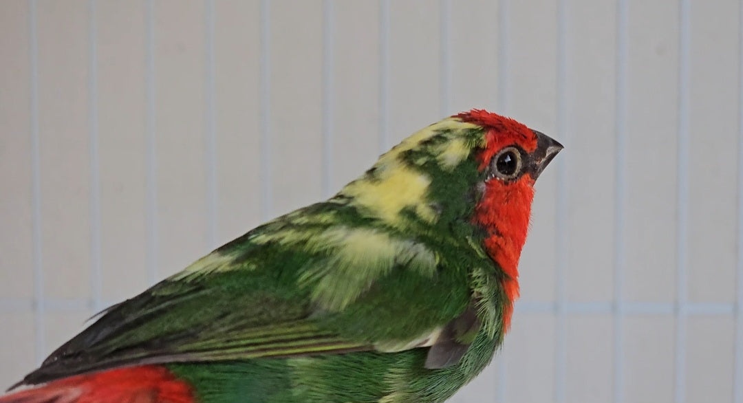 Red Throat Parrot Finch Lightly Pied – Paradise Aviary Exotics