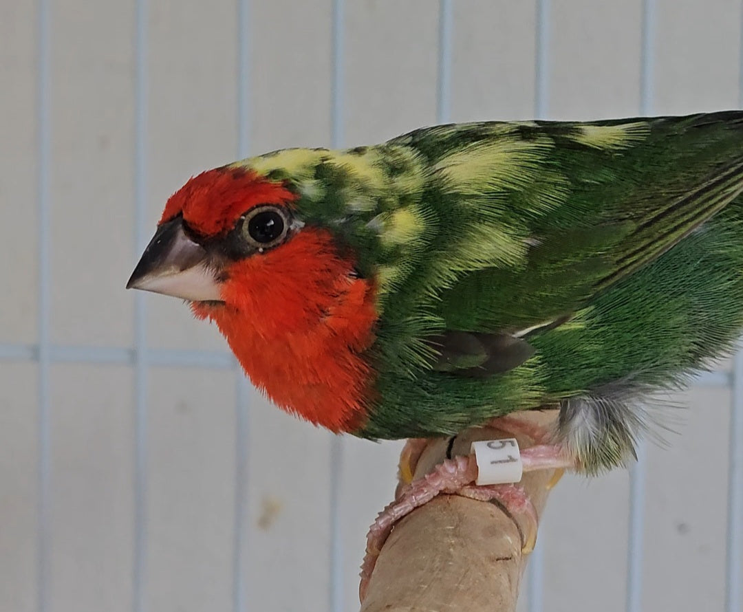 Red Throat Parrot Finch Lightly Pied – Paradise Aviary Exotics