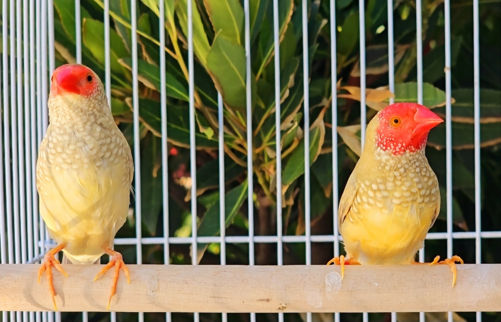 Red Face Star Finch – Paradise Aviary Exotics