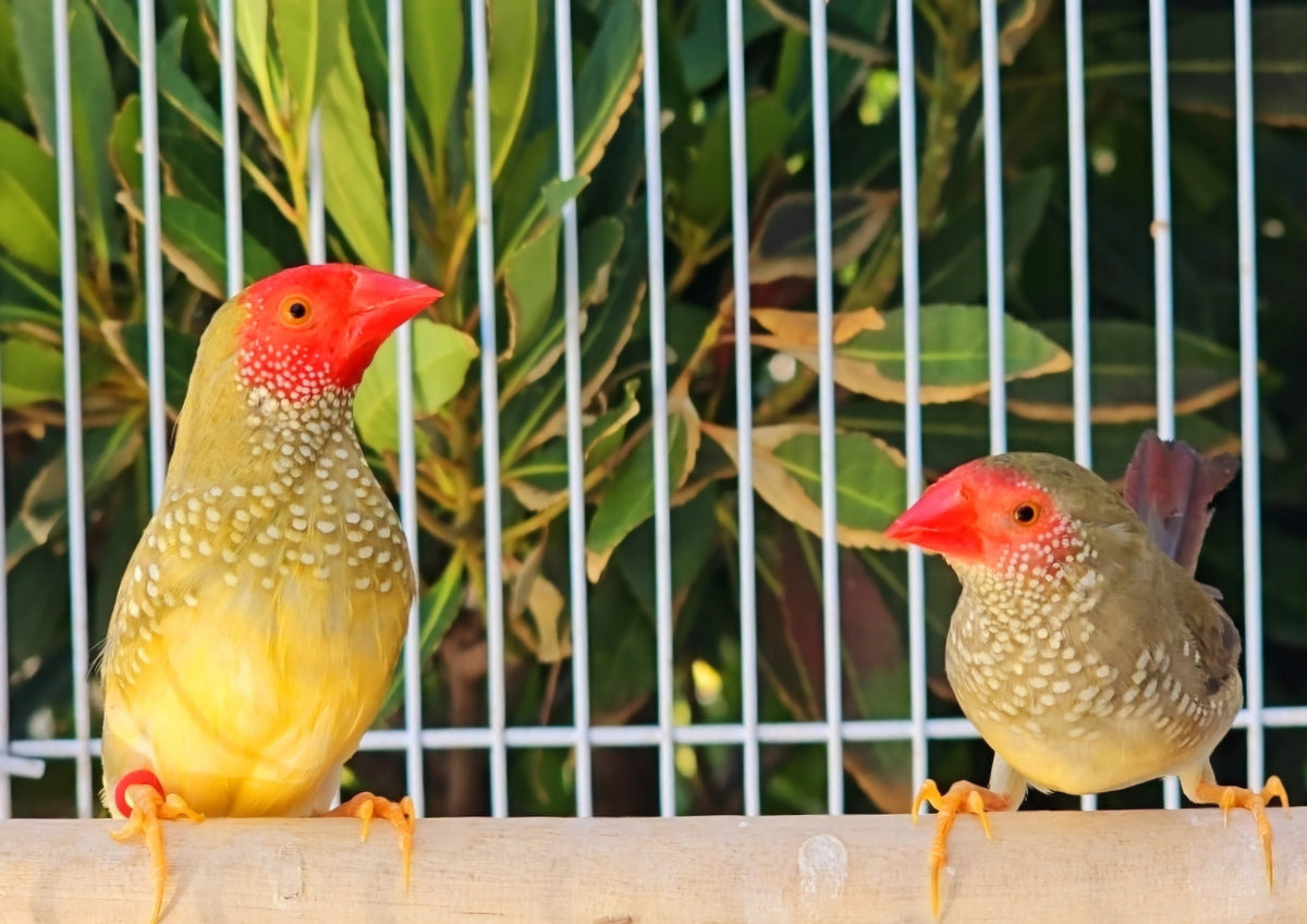 Red Face Star Finch – Paradise Aviary Exotics