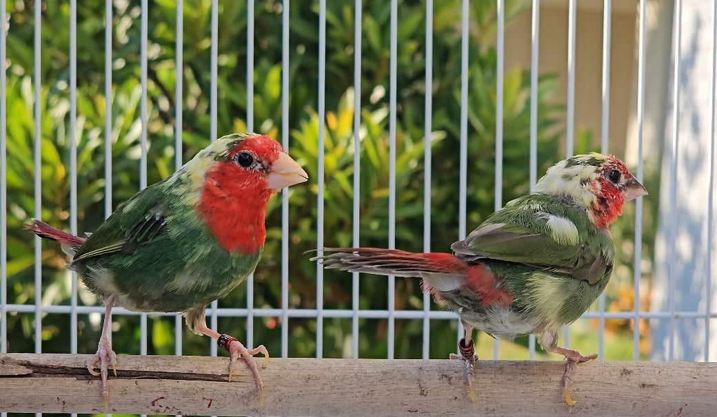 Red Throat Parrot Finch Lightly Pied – Paradise Aviary Exotics
