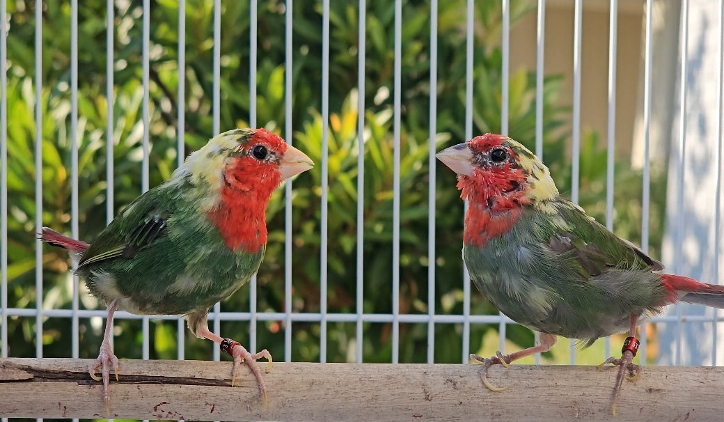 Red Throat Parrot Finch Lightly Pied – Paradise Aviary Exotics