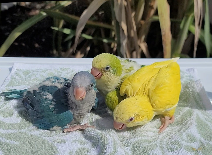 Products – Paradise Aviary Exotics