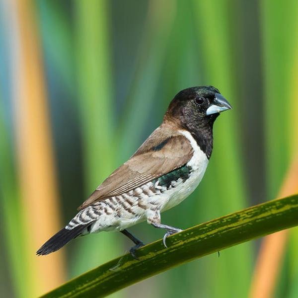 Bronze Winged Mannikin – Paradise Aviary Exotics