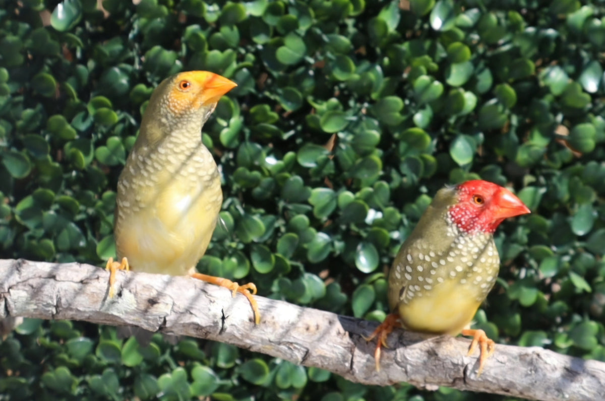 Star Finches Red Face x Yellow Face – Paradise Aviary Exotics