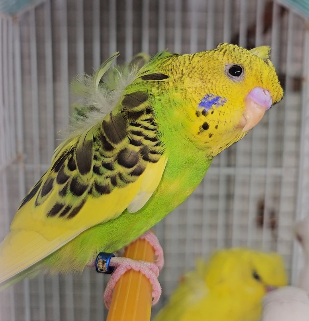 Parakeet – Hagoromo – Helicopter – Paradise Aviary Exotics