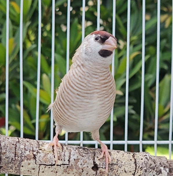 Cherry / Plum-headed finches Fawn – Paradise Aviary Exotics