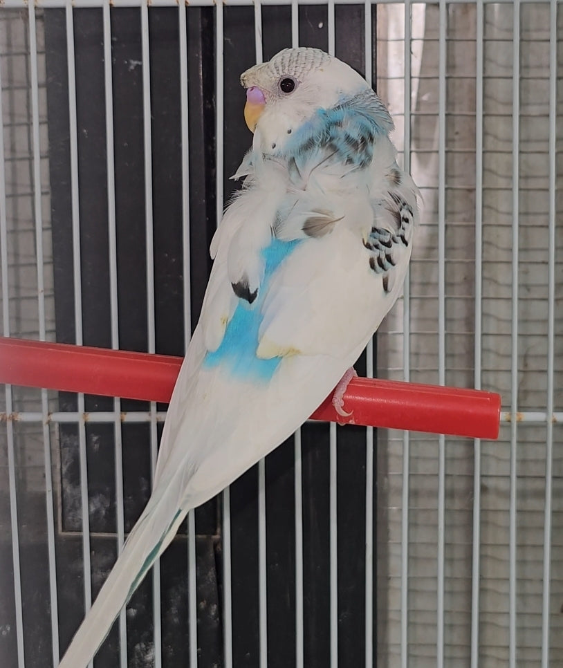 Parakeet – Hagoromo – Helicopter – Paradise Aviary Exotics