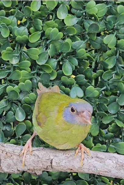 Blue Face Parrot Finch / Cinnamon – Paradise Aviary Exotics