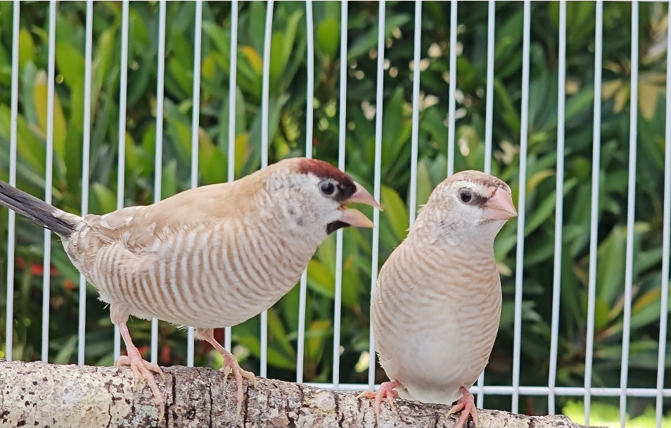 Cherry / Plum-headed finches Fawn – Paradise Aviary Exotics
