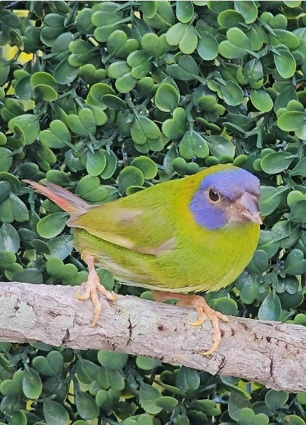 Blue Face Parrot Finch / Cinnamon – Paradise Aviary Exotics