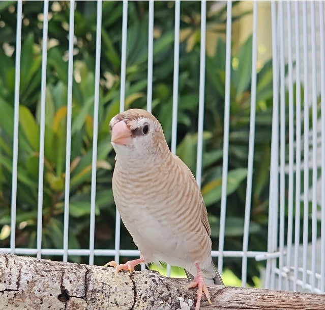 Cherry / Plum-headed finches Fawn – Paradise Aviary Exotics