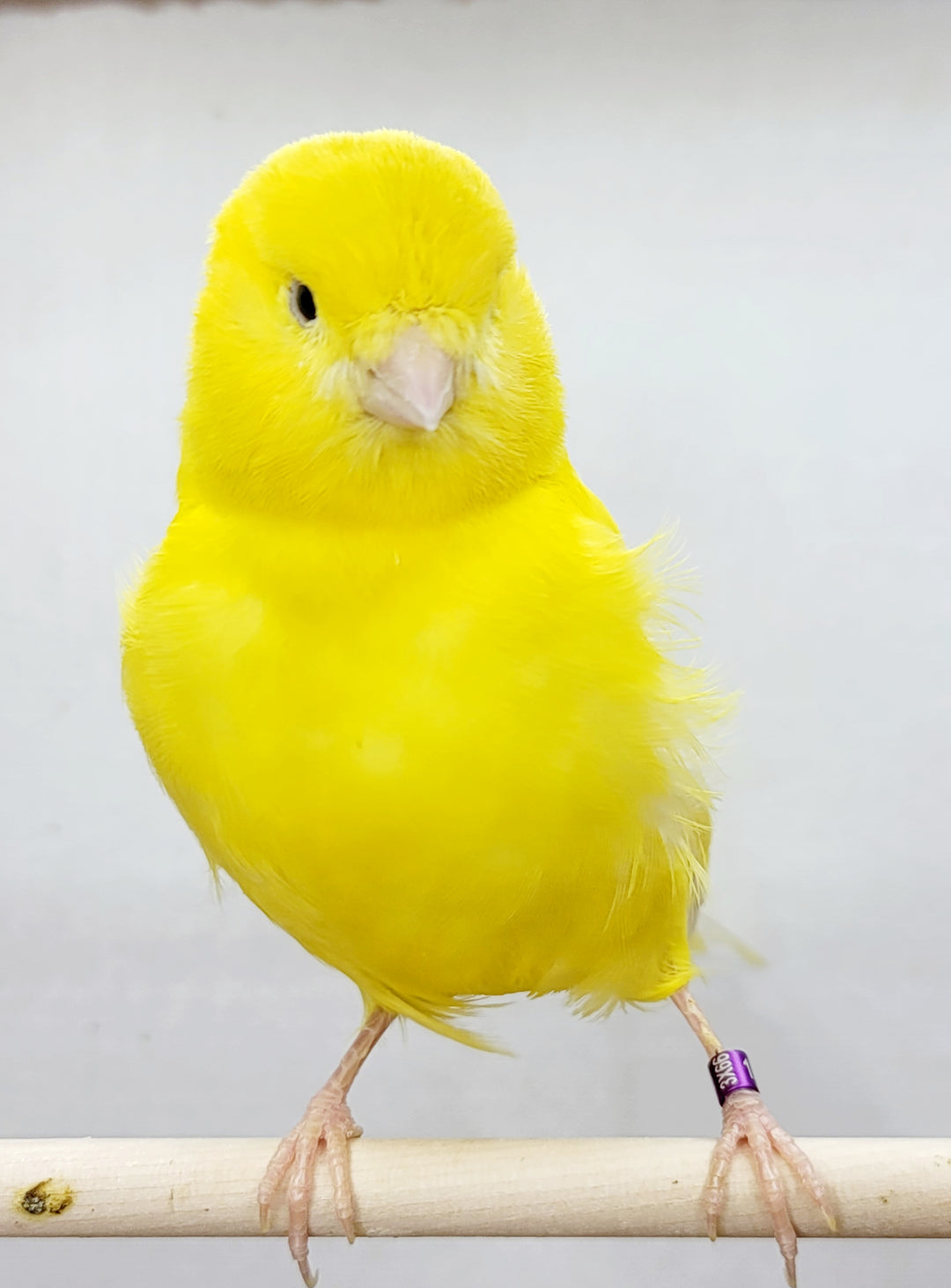 Yellow Canary – Paradise Aviary Exotics