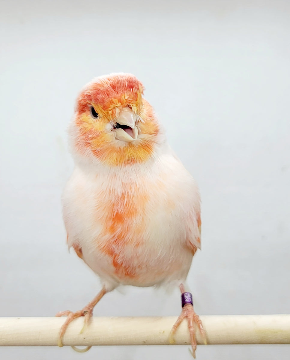 Red Mosaic Canary – Paradise Aviary Exotics