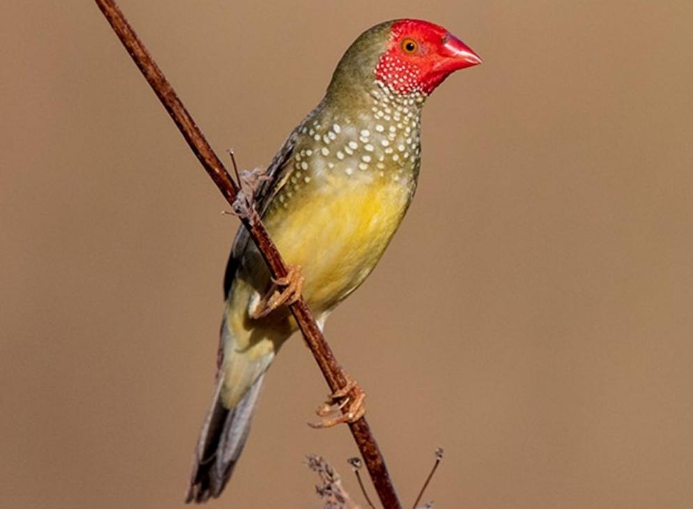 Star Finches Red Face – Paradise Aviary Exotics