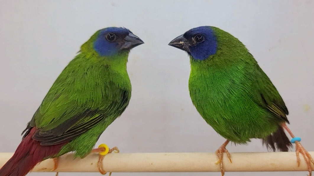 Blue Face Parrot Finches – Paradise Aviary Exotics