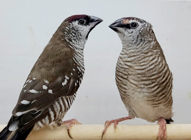 Cherry / Plum-headed finches – Paradise Aviary Exotics