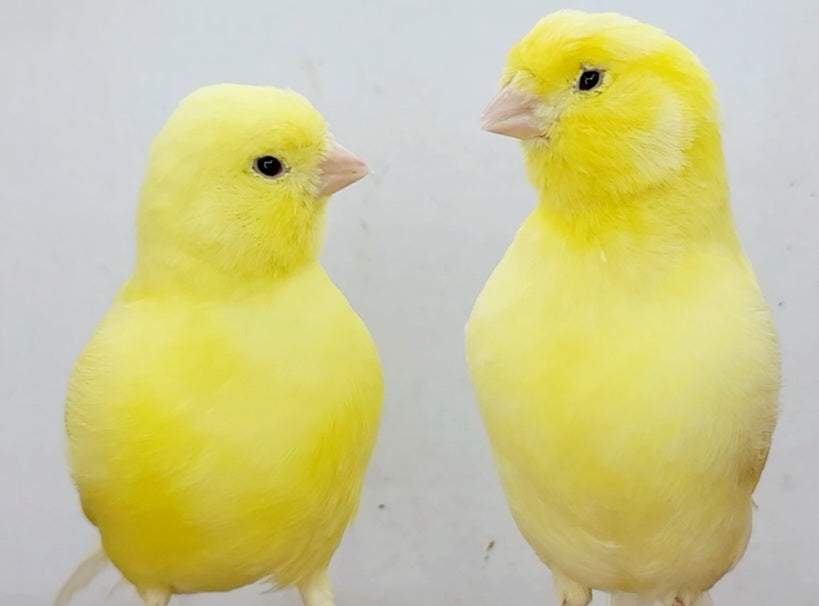 Yellow Canary – Paradise Aviary Exotics