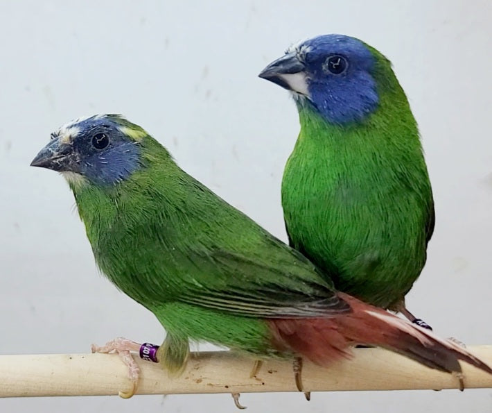 Blue Face Parrot Finches / Split Yellow Body – Paradise Aviary Exotics